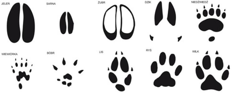 Warsztaty ''Śladami zwierząt'' - Sportowa szkoła podstawowa nr 3 im ...